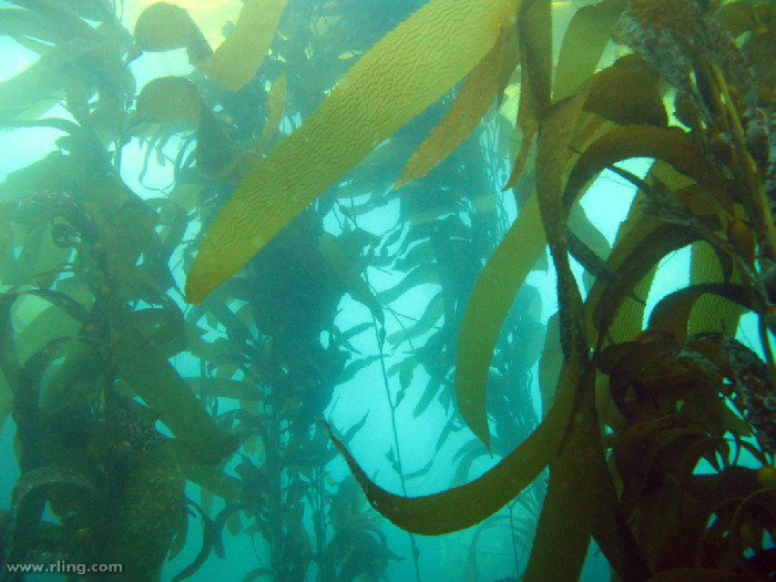 Bruny Island Ocean Farming Initiative :: NOFF